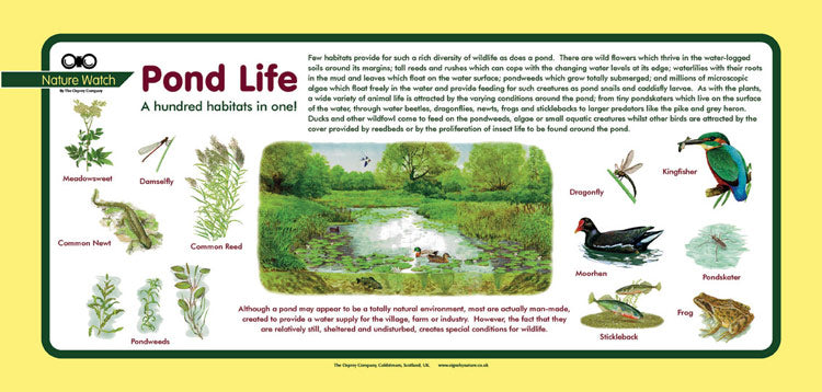'Pond life' Nature Watch Plus Panel – Osprey Signs