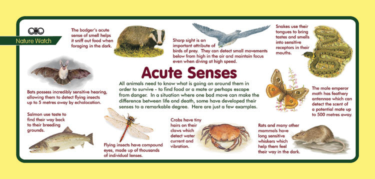 'Acute senses' Nature Watch Plus Panel – Osprey Signs